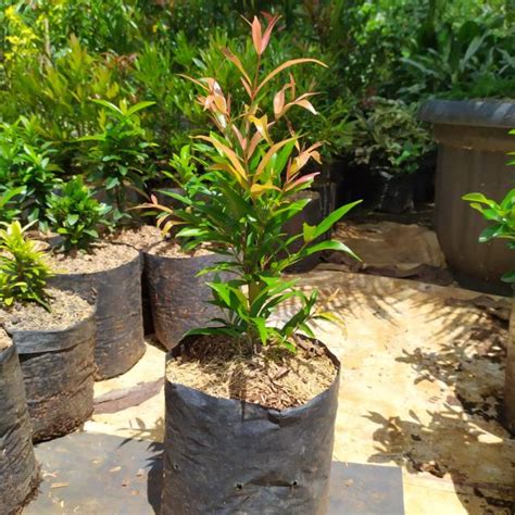 Jual Pohon Pucuk Merah Shopee Indonesia