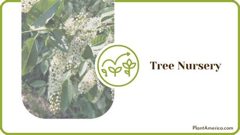 How To Identify Chokecherry Tree Easily The Simple Methods Plant America