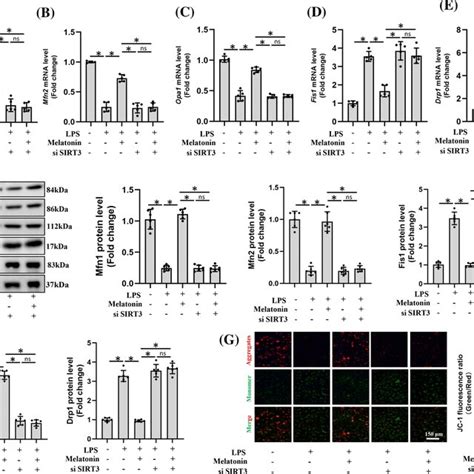 Melatonin Maintained Mitochondrial Quality Control In A Sirt3 Dependent Download Scientific