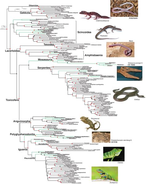 Integrated Analyses Resolve Conflicts Over Squamate Reptile Phylogeny And Reveal Unexpected