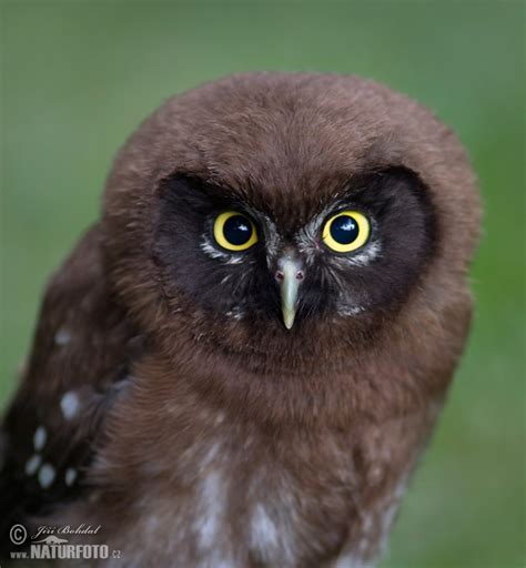 Rauhfusskauz Bilder, Rauhfusskauz Fotos | NaturFoto