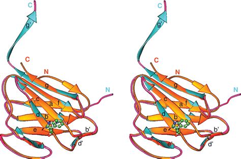 Figure 1 From Structural Biology And Crystallization Communications Structure Of The Lamin A C