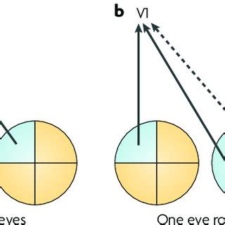 Primary Visual Cortex V Neurons Receive Diverse Inputs A A V Download Scientific