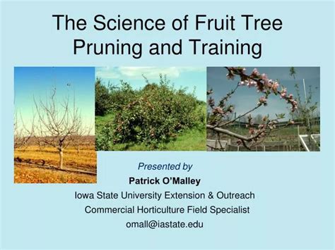 PPT The Science Of Fruit Tree Pruning And Training PowerPoint Presentation ID