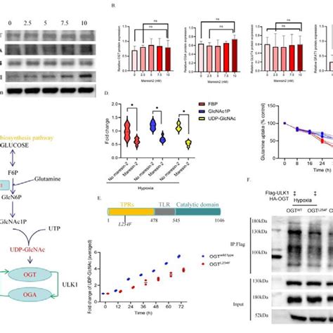 Maresin 2 Increments Hexosamine Biosynthesis Pathway HBP A B