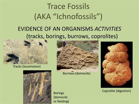 PPT The Fossilization Flow Chart PowerPoint Presentation ID