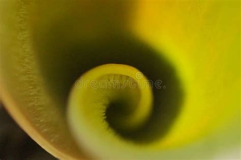 Fibonacci Essence In Nature The Growth Spiral Of The Tulip Leaf Stock Image Image Of Design