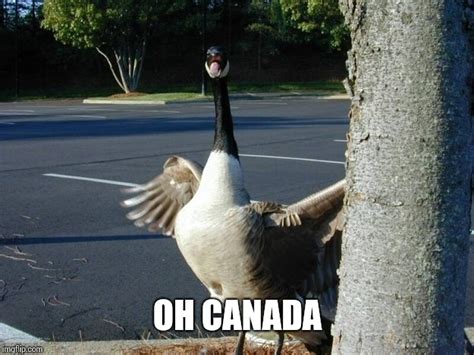 Canadian Geese Get Angry So Canadians Wont Have To Imgflip