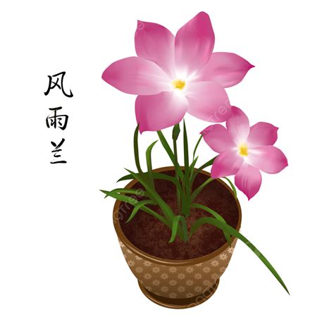 비바람 란 파 란 부추 꽃 분홍색 꽃 벡터 화훼 분재 식물 바람과 비 난초 파 와 난초 핑크 꽃 Png 일러스트 및 이미지 에 대한 무료 다운로드 Pngtree