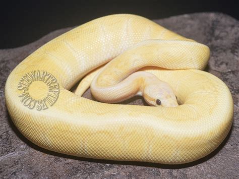 Some Help Identifying This Girls Morph Ball Pythons MorphMarket Reptile Community Some Help Identifying This Girls Morph Ball Pythons MorphMarket Reptile Community