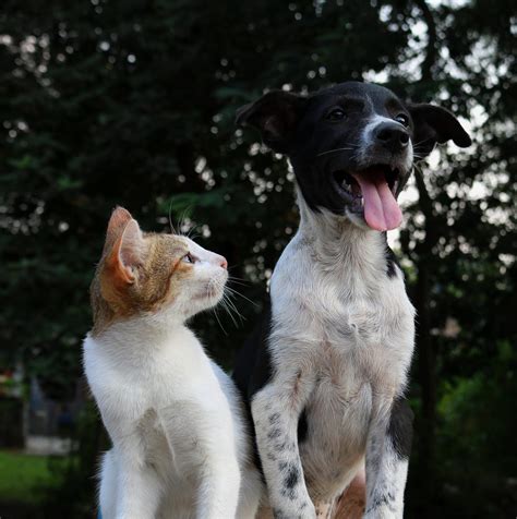 Dogs vs Cats : Image Classification implementation using PyTorch | by Thomas Lim | Medium
