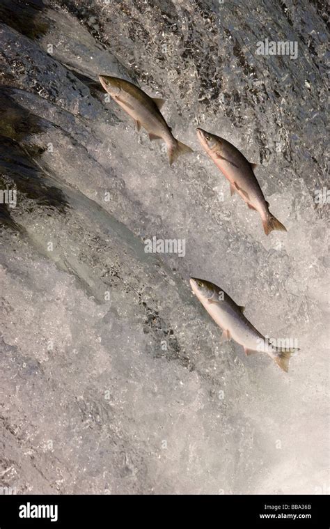 Sockeye Salmon Jumping Up Waterfall To Spawn Oncorhynchus Nerka Katmai National Park Alaska