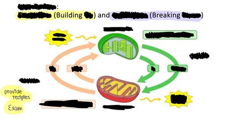 Bio 227 Metabolism Diagram Diagram Quizlet