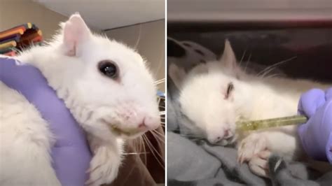 Woman Dedicates Five Months To Caring For A Squirrel With Severe Health Issues