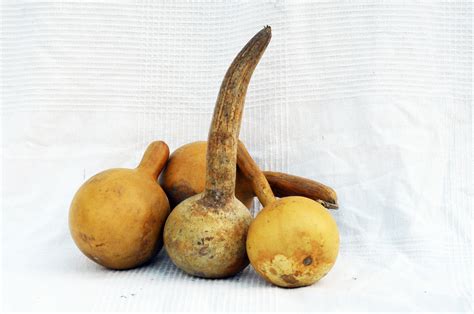 Calabash B 11 12 Ø11 12 Cm Bottle Calabash Bottle Gourd