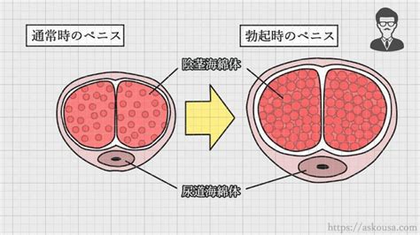 自力チントレでチンコをデカくする方法7選【完全図解版】 イチモツlab イケオジの嗜み