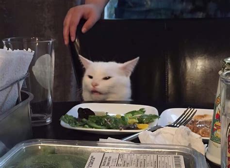 100 Cursed Cat Pictures
