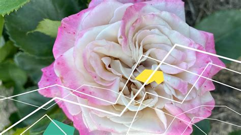 Трояндові враження. Квітне букетна флористична тілесного кольору ...