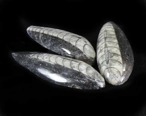 Fossile Dorthoceras Caractéristiques Répartition Géologie