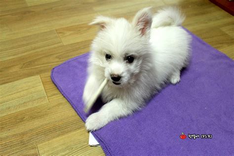 [쿠키] 제페니즈 스피츠 개 껌 씹는 쿠키양 네이버 블로그