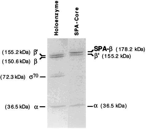 Direct Localization Of A β Subunit Domain On The Three Dimensional Structure Of Escherichia Coli