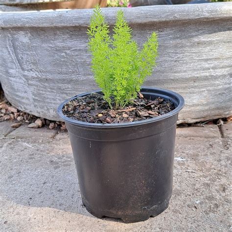 Asparagus Meyerii 15cm Pot