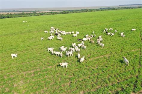 Beautifull Nellore Beef Cattle Grazing Intensive Tropical Pasture In Brazil Project Stock Image