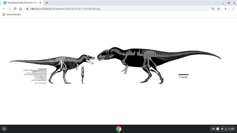 Largest Giganotosaurus Vs Smallest Adult Tyrannosaurus By