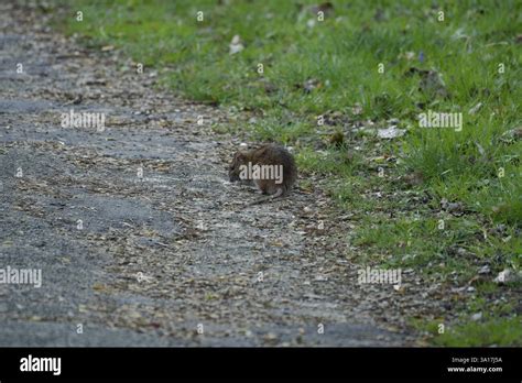 Norway Rat Rattus Norvegicus Rat Rodent Insect Rat Control Urban