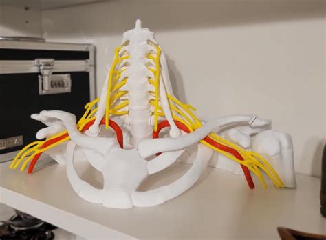 Anatomically Correct Brachial Plexus Model 16 Pieces Held Together With Magnets Amazing
