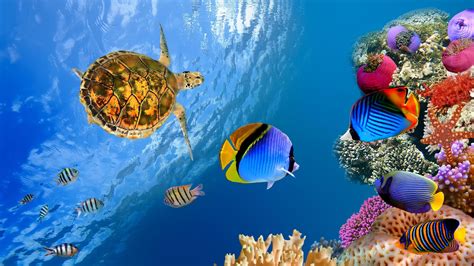 Coral Reef 4k Wallpapers Top Free Coral Reef 4k Backgrounds
