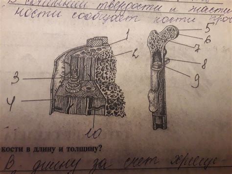 рассмотрите рисунки сделайте подписи Школьные Знания Com