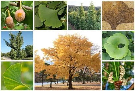 24 Different Types Of Ginkgo Trees And Their Identifying Features