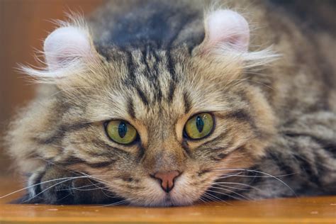 what you need to know about the american curl cat mystart