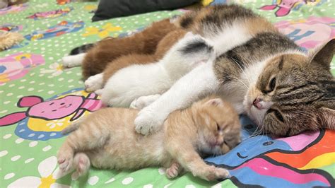 ทาส ที่ไม่ใช่แมว