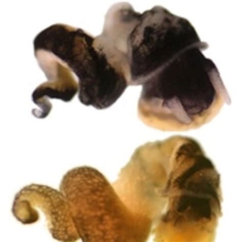 Snails Get Sexy When Parasites Are Around