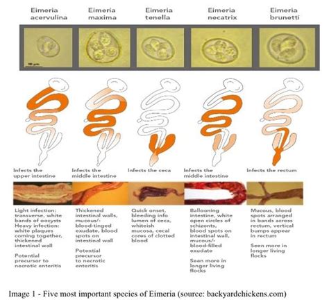 Coccidiosis In Poultry Engormix