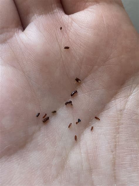 What Are These My Guess Is Theyre Rice Bugs I Have Been Getting Rice Bugs Lately Since Ive