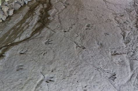 დინოზავრის 2 მილიონი წლის წინანდელი ნაკვალევი სათაფლიაში