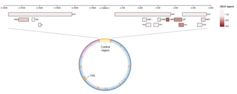 Measuring Constraint Across Non Coding Elements Top Schematic Shows