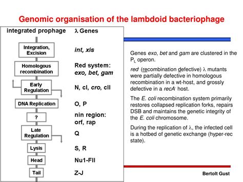 Ppt Lambda Red Recombination Powerpoint Presentation Free Download