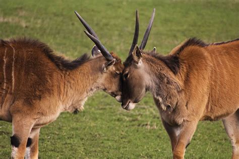 Eland Jimmys Farm Zoo And Wildlife Park
