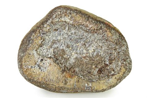 2 Fossil Mosasaur Paddle Bone Texas 322923 For Sale