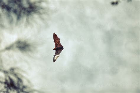 Image Of Fruit Bat Flying In Sky Through Trees Austockphoto
