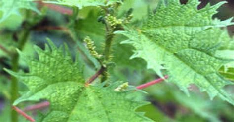 풀꽃이름 쐐기풀 임소영