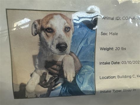 Amarillo C9 Buildingkennel 3501 S Osage Amarillo Tx Note