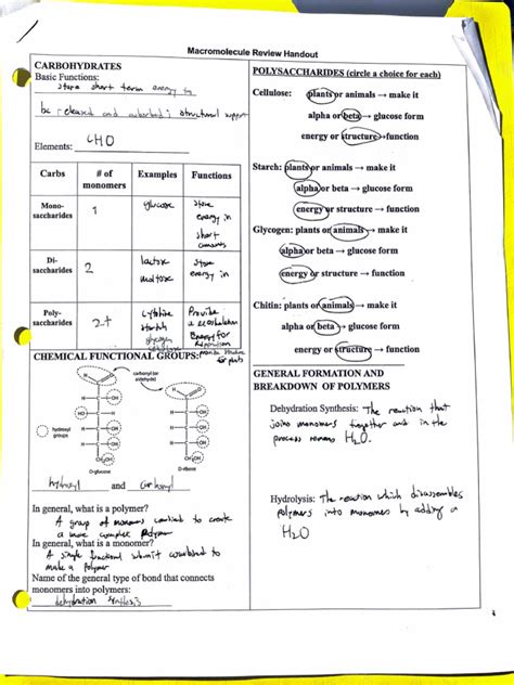 Macromolecules Review Pdf Carbohydrates Polysaccharide