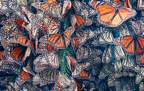 Tim Flach Monarch Butterflies En Masse 2017 Echo Fine Arts
