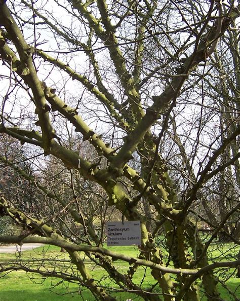 Ecohoeve Den Oude Kastanje Bijzondere And Vergeten Groenten