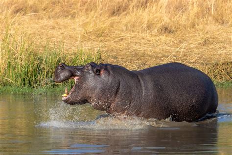 How Much Does A Hippo Weigh And Other Hippo Facts Tsavo Trust